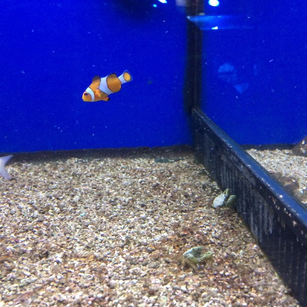 Dobbies Garden Centre Fish Tanks | Fasci Garden