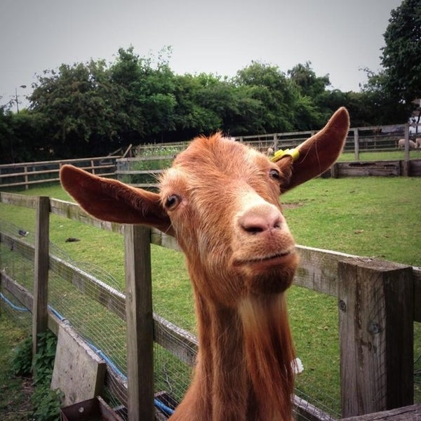 Photos at Freightliners City Farm - Farm in Holloway