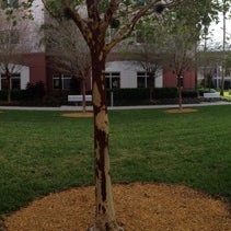 The Commons - Nova University - Nova Southeastern University