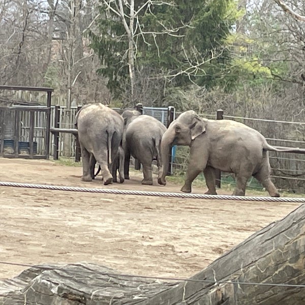 Elephant Exhibit - 3 tips from 603 visitors