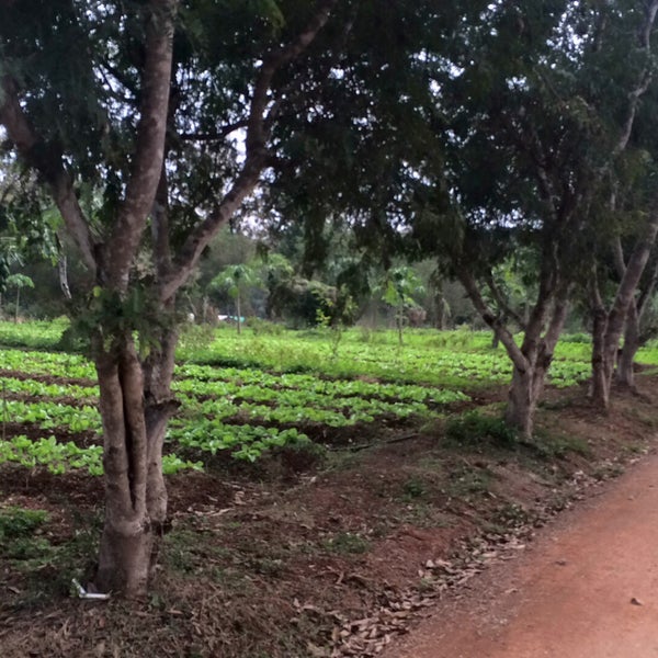 Monkey Farm (มังกี้ฟาร์ม) - Café in Doi Saket