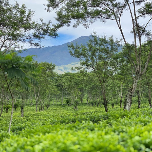 Kebun Teh Wonosari - 31 tips