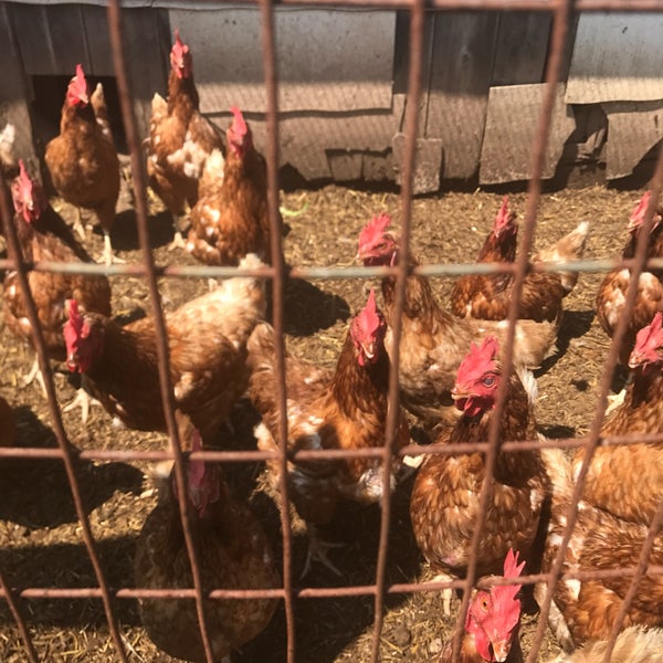 Renninger's Farm - Farm in Royersford