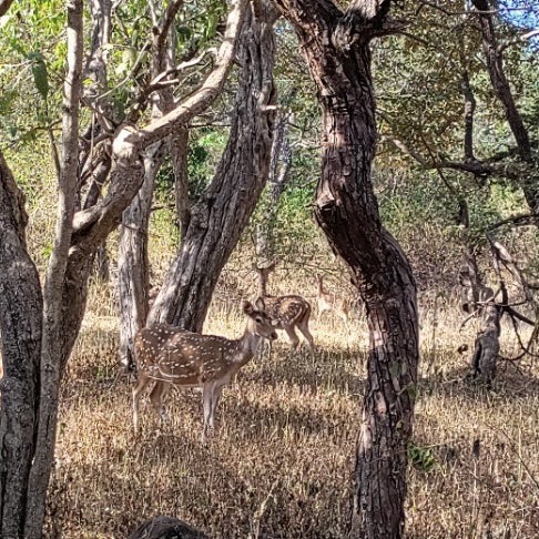 Gir National Park - 1 tip from 120 visitors