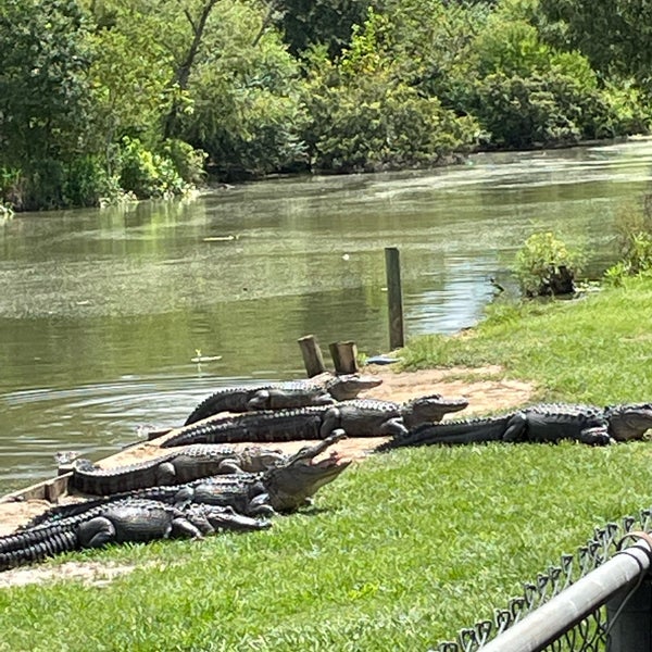 Alligator Alley - 19950 County Road 71