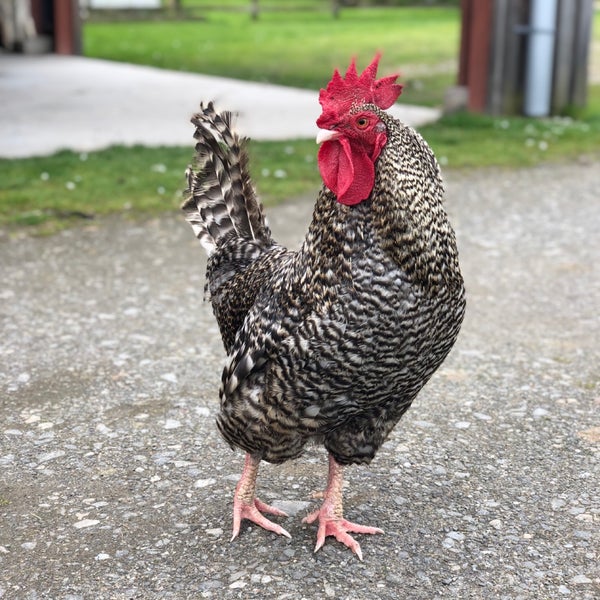 Highland Folk Museum - Highland, Highland
