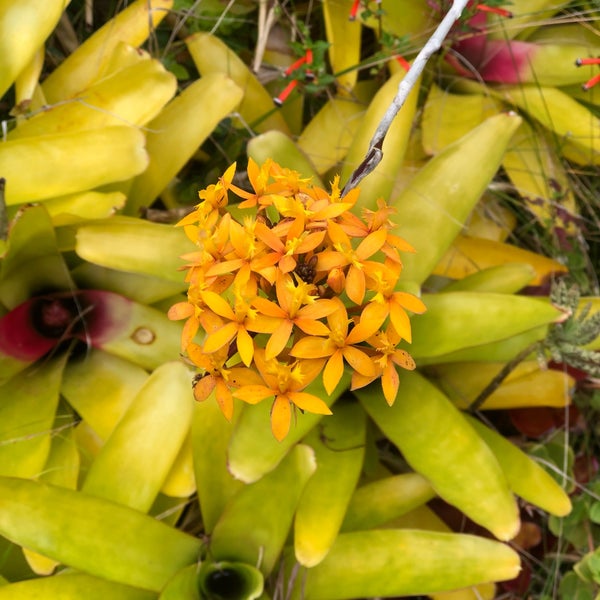 Kula Botanical Gardens - 6 tips from 324 visitors