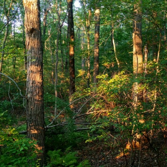 The Great Swamp National Wildlife Area - Hiking Trail