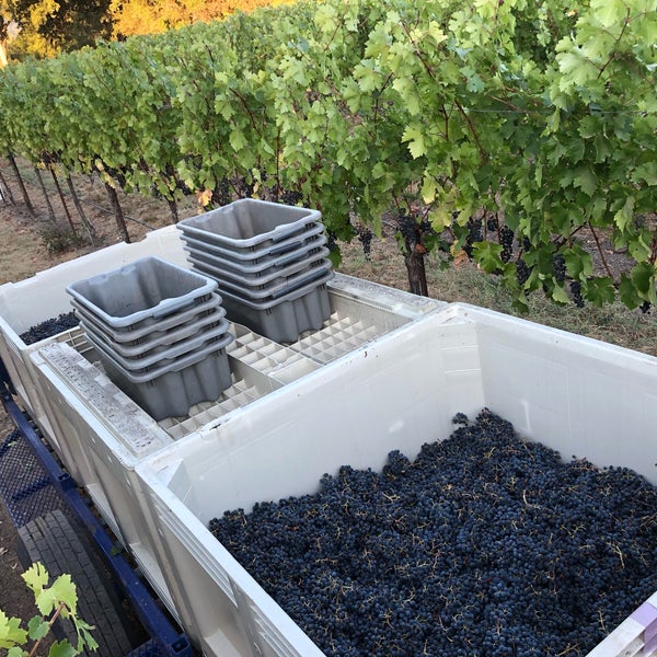 Gamble Family Vineyards - 4 tips from 84 visitors