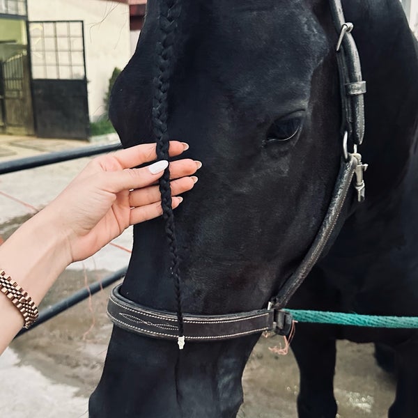 Bam Riding Club | باشگاه سوارکاری بام - منطقه ۲۲ - تهران, تهران