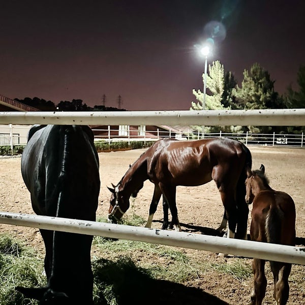 Bam Riding Club | باشگاه سوارکاری بام - منطقه ۲۲ - تهران, تهران