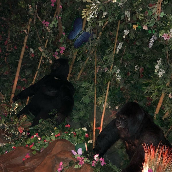 Photos at Rainforest Cafe - Sawgrass Mills - 59 tips