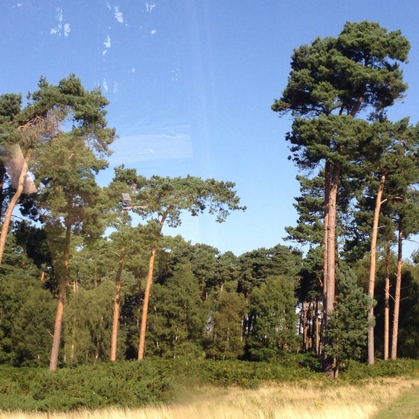 Rendlesham Forest - Tangham - 6 tips from 141 visitors