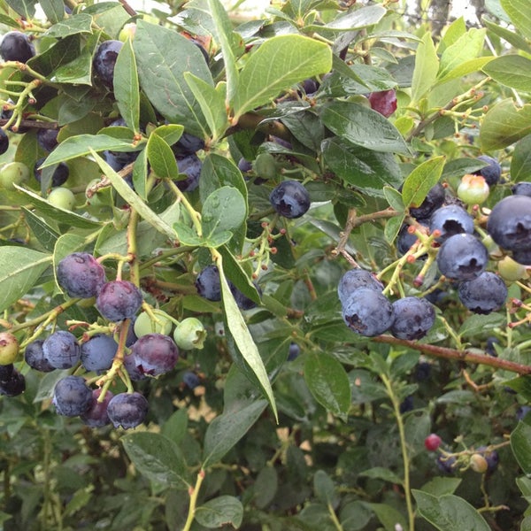 Karen and Don's Blueberry Patch - Farm