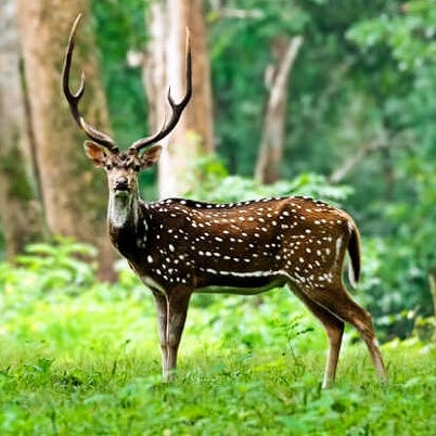 wayanad - Hiking Trail