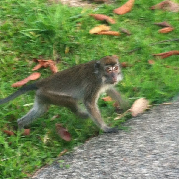 Sama Jaya Nature Reserve - Jalan Setia Raja