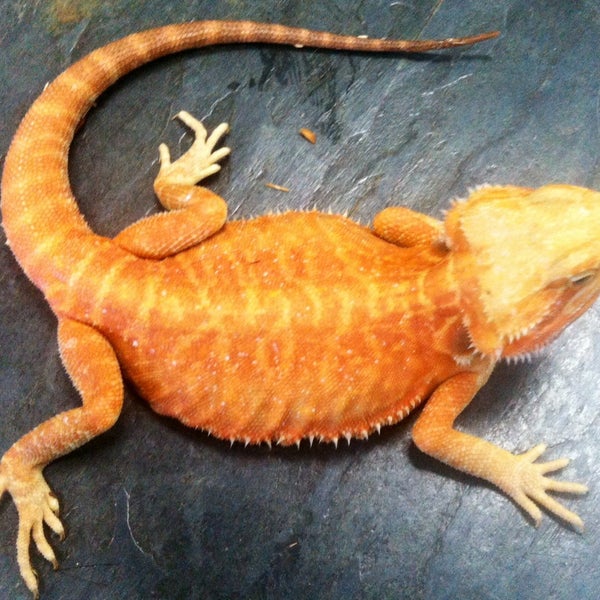 Predators Reptile Center - Dobson Ranch - 1816 W Baseline Rd