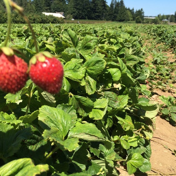 Dan's Farm And Country Market - 2030 Bear Hill Rd