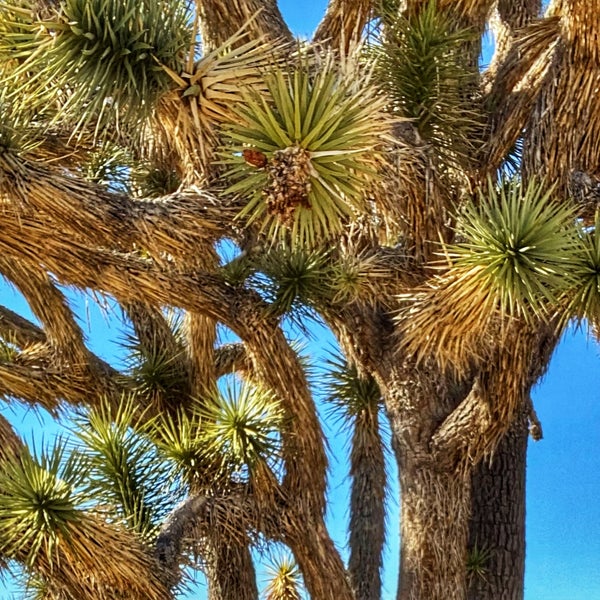 Joshua Tree Forest - Park in Meadview