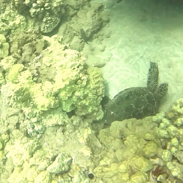 Turtle Town - 8 tips