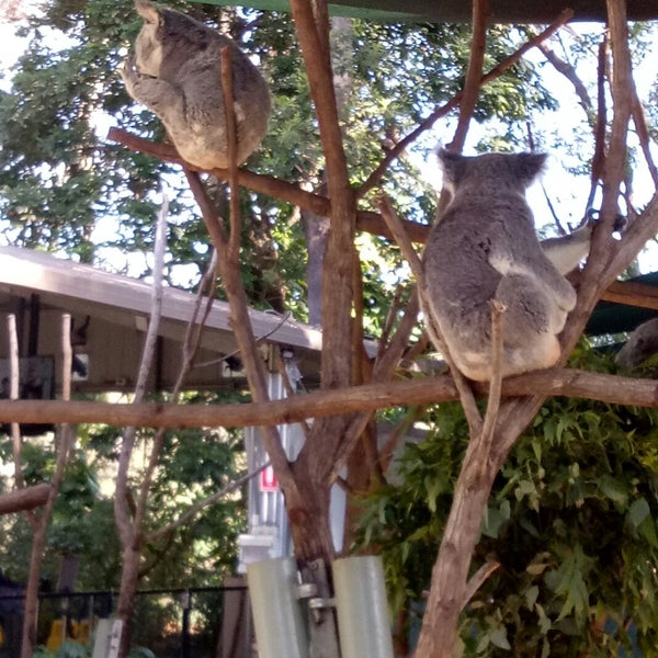 Koala Park - Neighborhood