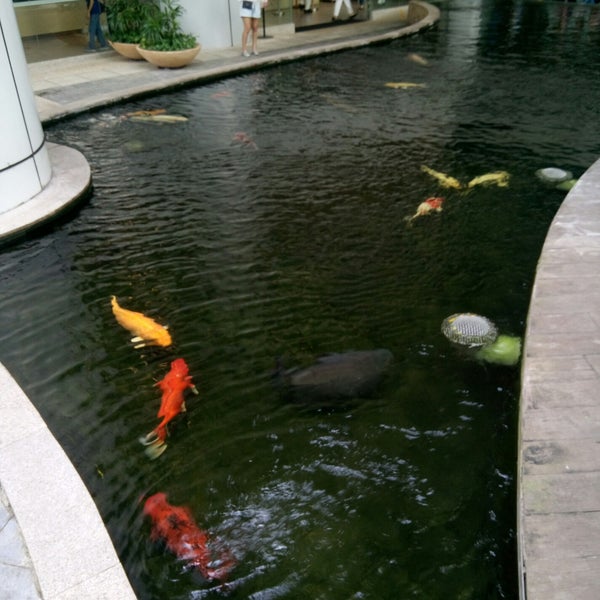 Fish Pond | Changi General Hospital - Lake in Tampines