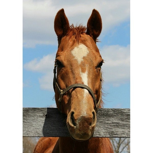 Stillwell Farm - Farm in Colts Neck