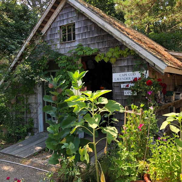 Cape Cod Lavender Farm - Weston Woods Rd