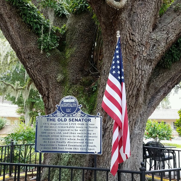 Photos at The Old Senator Tree - Tree