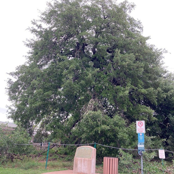 Treaty Oak - Old West Austin - 2 tips