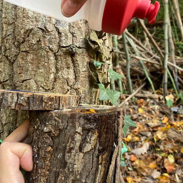 Northwest Branch Trail - 4 tips from 212 visitors