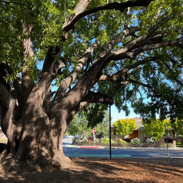 Bay Tree Park - Baywood - Fifth St
