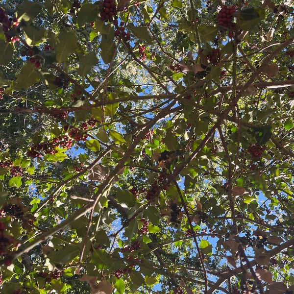 Bay Tree Park - Baywood - Fifth St