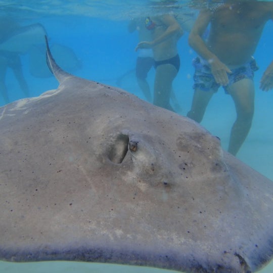 Stingray City - Other Great Outdoors