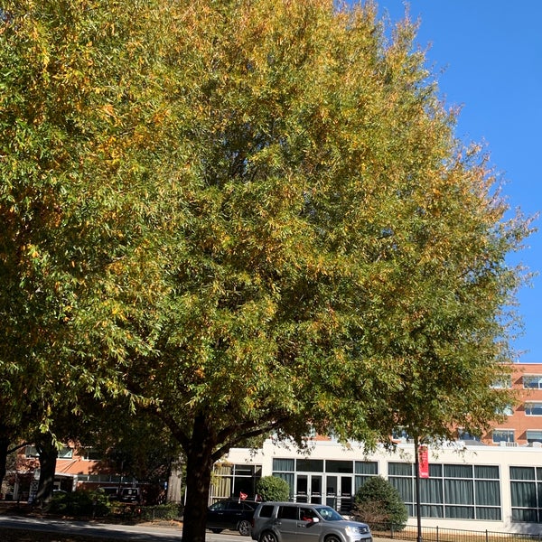 The 4-H Centennial Tree Hightower Willow Oak - Athens, GA
