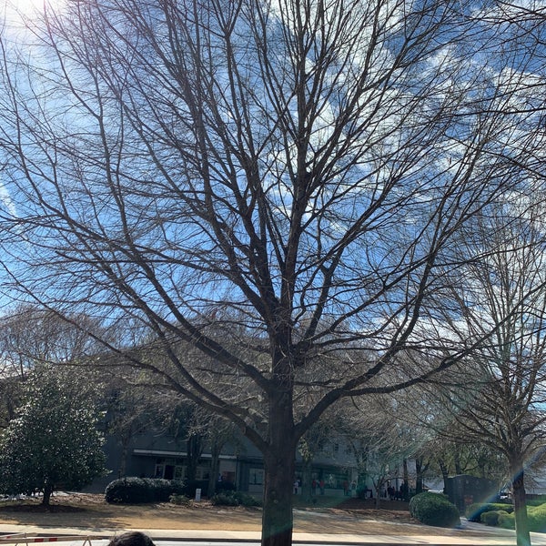 The 4-H Centennial Tree Hightower Willow Oak - Athens, GA