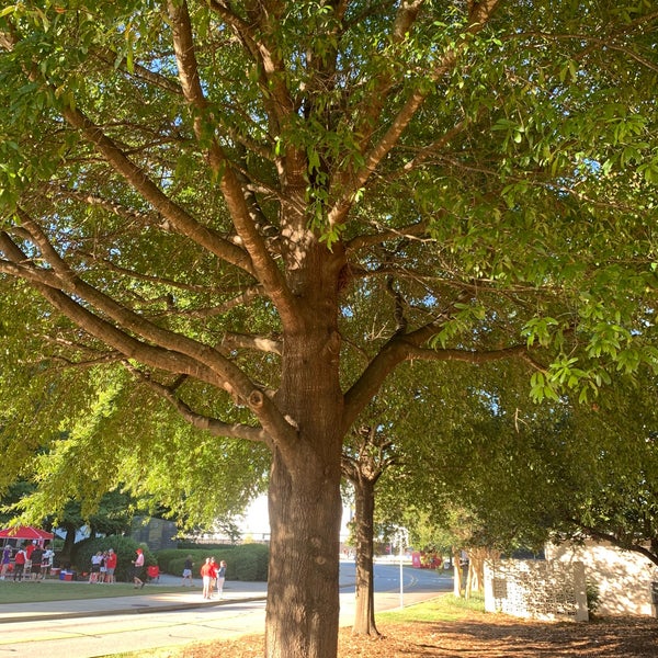 The 4-H Centennial Tree Hightower Willow Oak - Athens, GA