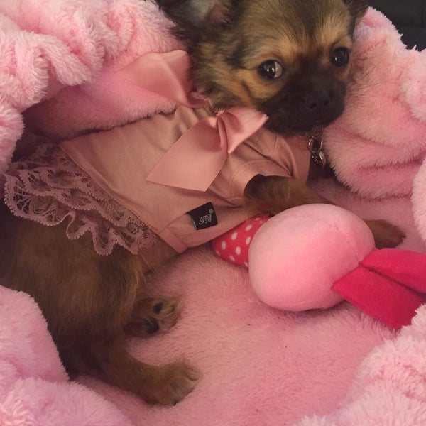 Hilde Witters, DAP De Perre - Veterinarian in Peer