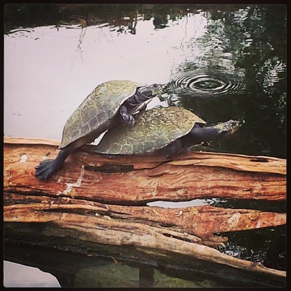 Richard Friedrich Aquarium At The San Antonio Zoo - Uptown Broadway ...