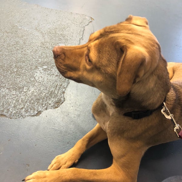 Downtown Dog Lounge (Now Closed) - Interbay - 5 tips from 226 visitors