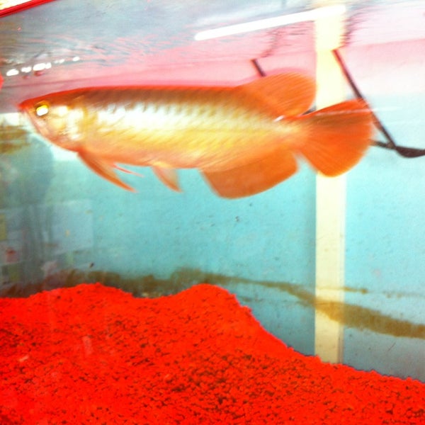 Ramsurrun Aquarium - VIP Shopping MALL