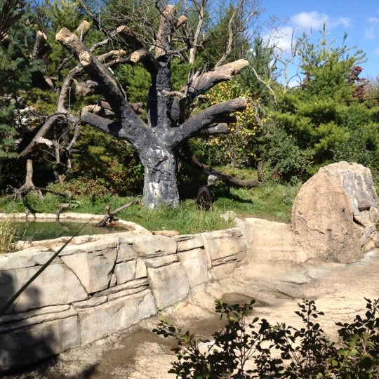 Sun Bear Exhibit - North America