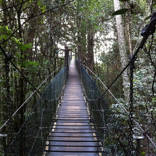 O'Reilly's Tree Top Walk - Trail