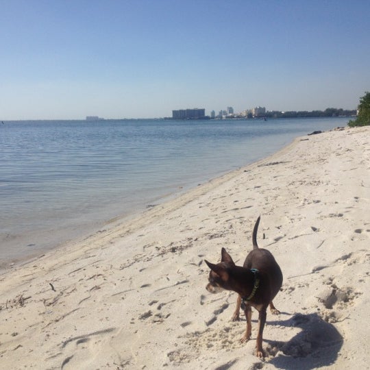 Key Biscayne Doggie Beach - 4 tips from 568 visitors