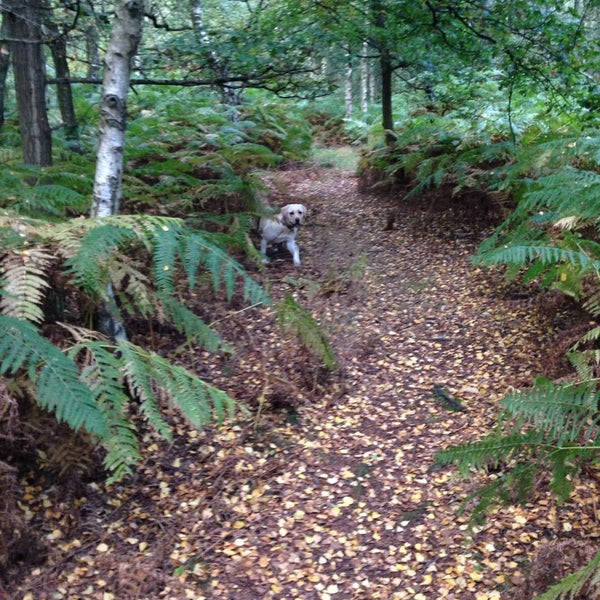 Bucklebury Common - Landmarks and Outdoors