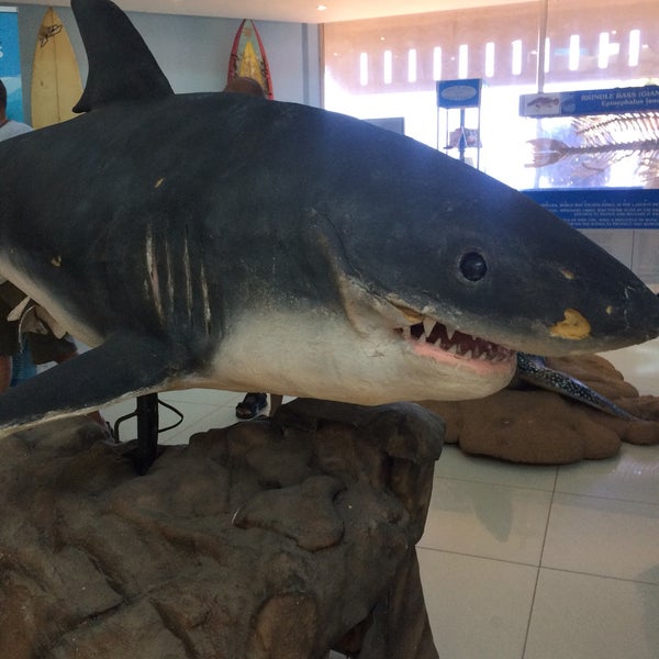 Kwazulu-Natal Sharks Board - 2 tips