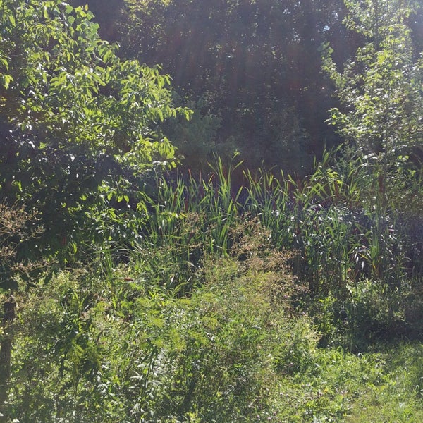 Lawrence Park Ravine - Park in Toronto