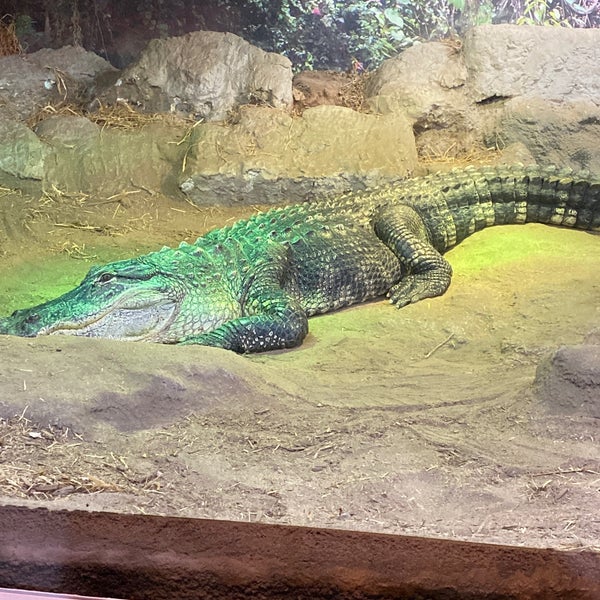 Branson's Wild World - Zoo
