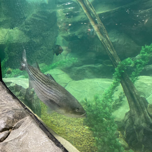 Bass Pro Shops - Nashville, TN