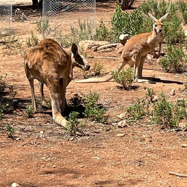 Alice Springs Desert Park - Alice Springs, NT